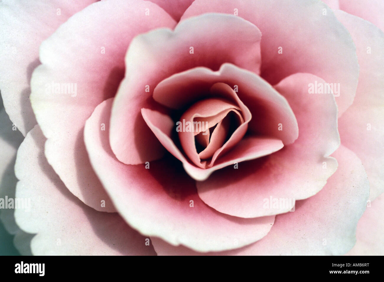 ornamental rose (Rosa spec.), flower, top view Stock Photo - Alamy
