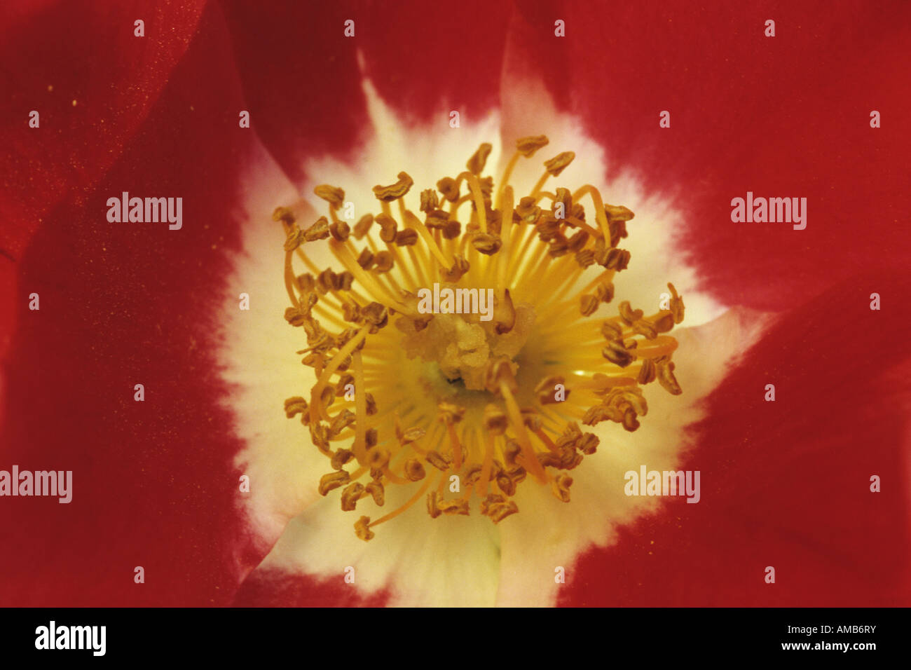 ornamental rose (Rosa spec.), flower Stock Photo - Alamy