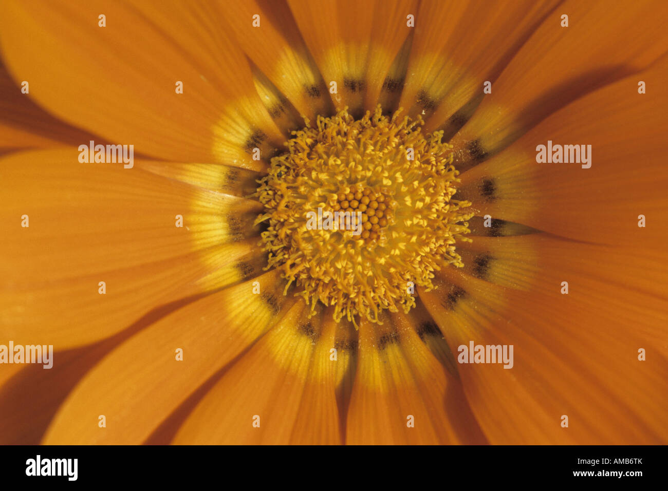 Freeway daisy osteospermum ecklonis african summer hi-res stock ...