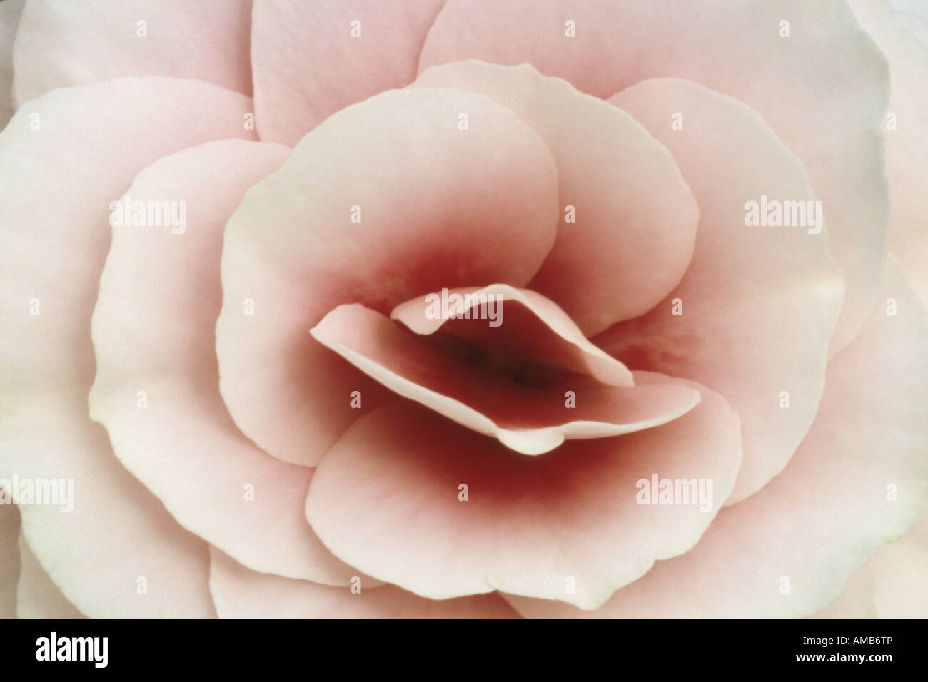 ornamental rose (Rosa spec.), flower, top view Stock Photo - Alamy