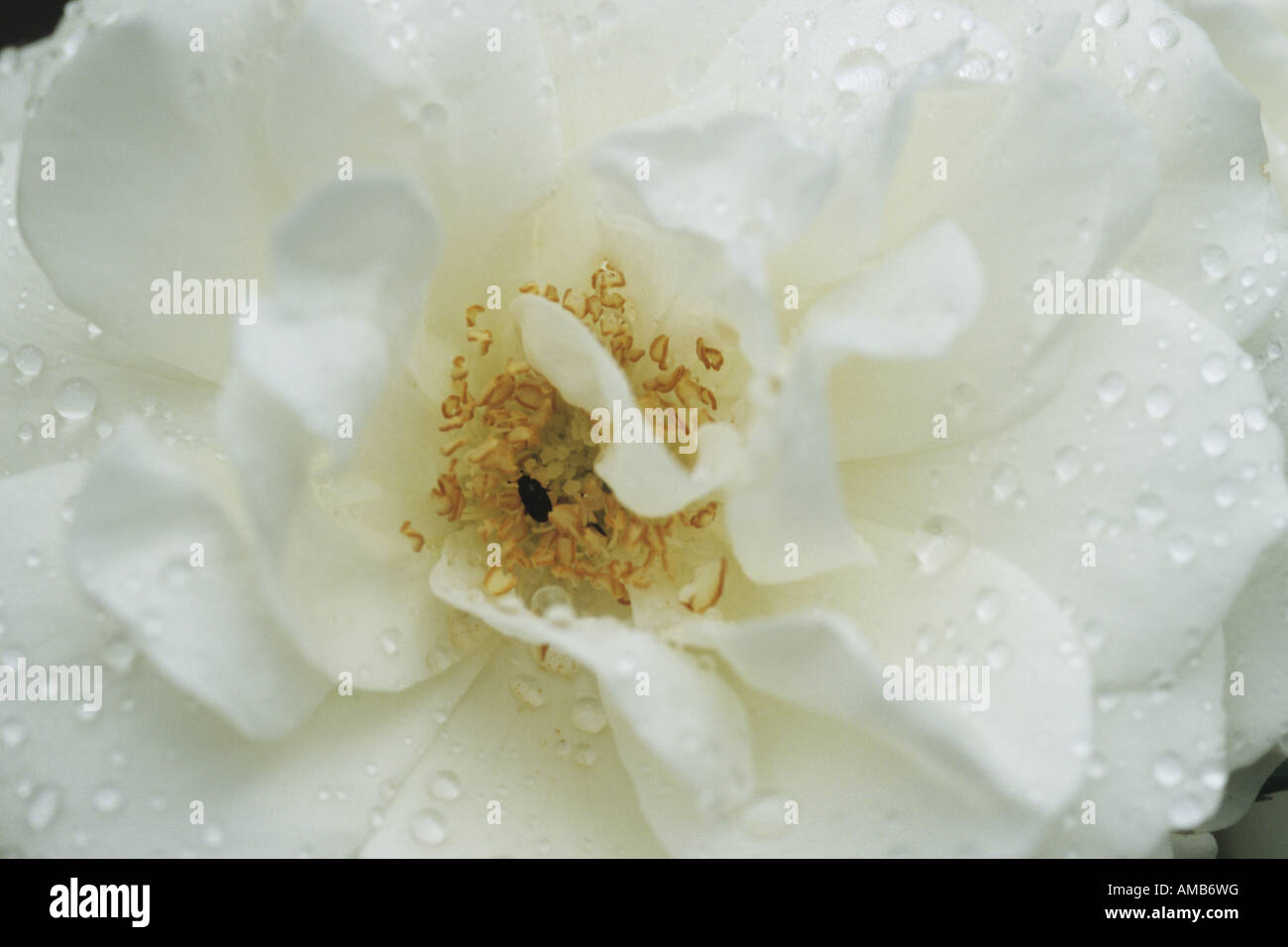 White rose rosa spec hi-res stock photography and images - Alamy