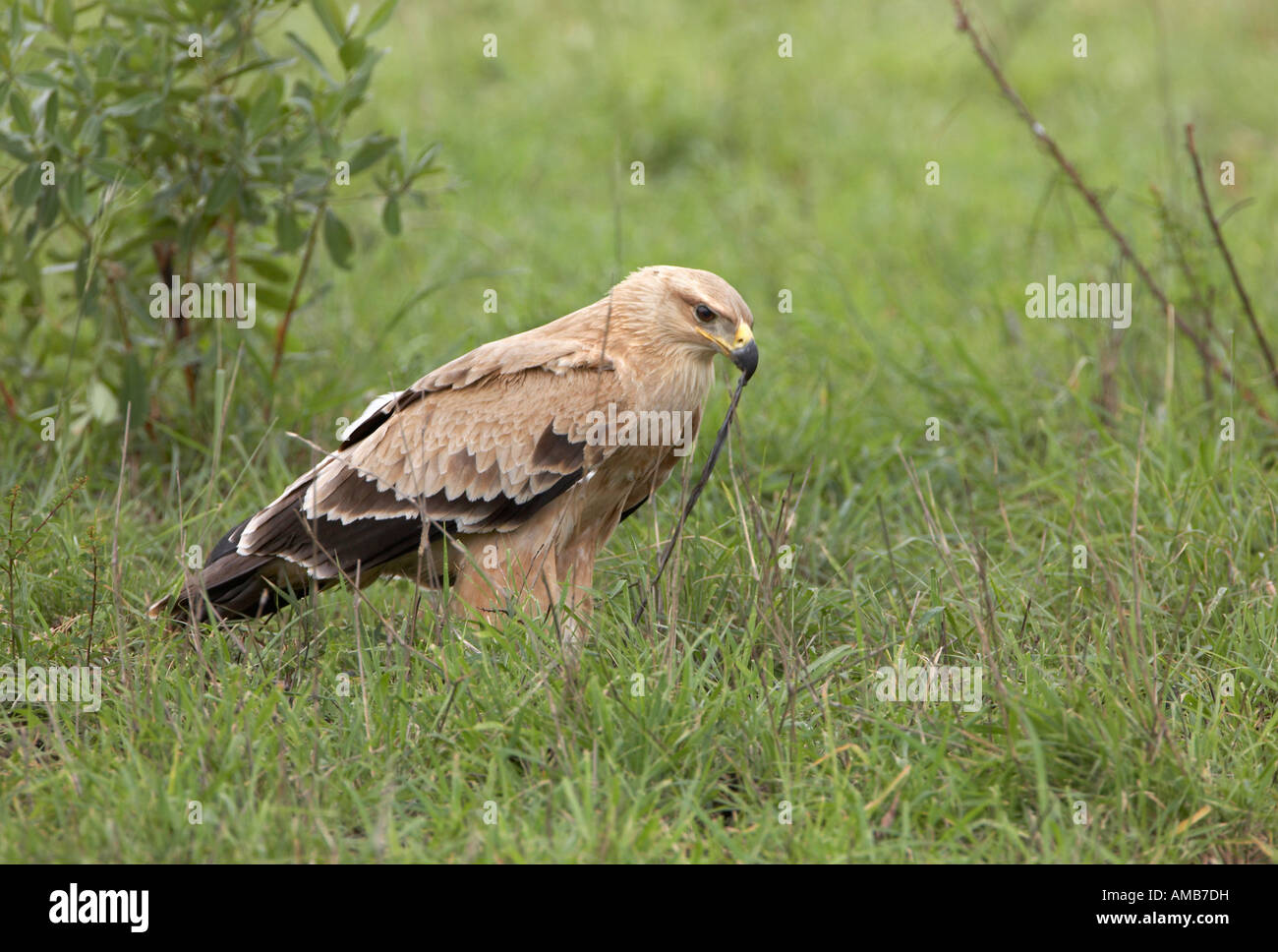Eagle eating snake hi-res stock photography and images - Alamy