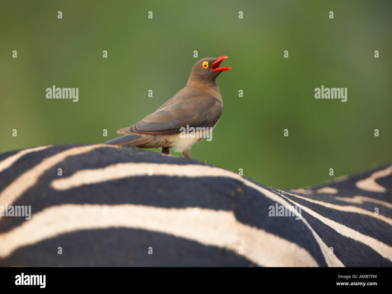 Red billed oxpecker eating hi-res stock photography and images - Alamy
