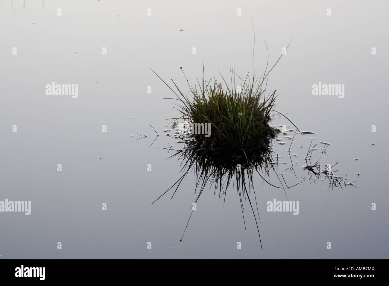 Clump of grass in water Stock Photo - Alamy