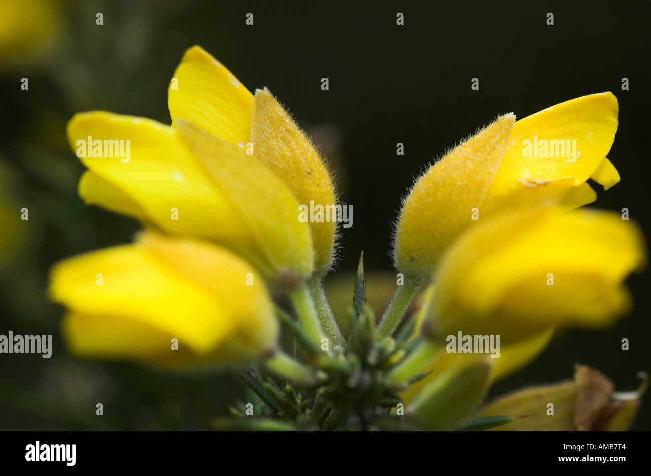 Spikey gorse plant hi-res stock photography and images - Alamy