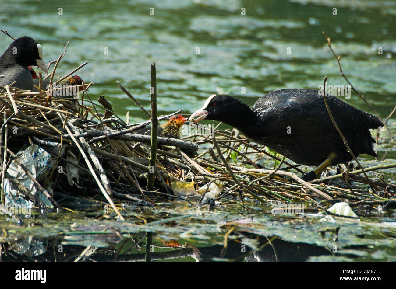 Moorhens and coot hi-res stock photography and images - Alamy