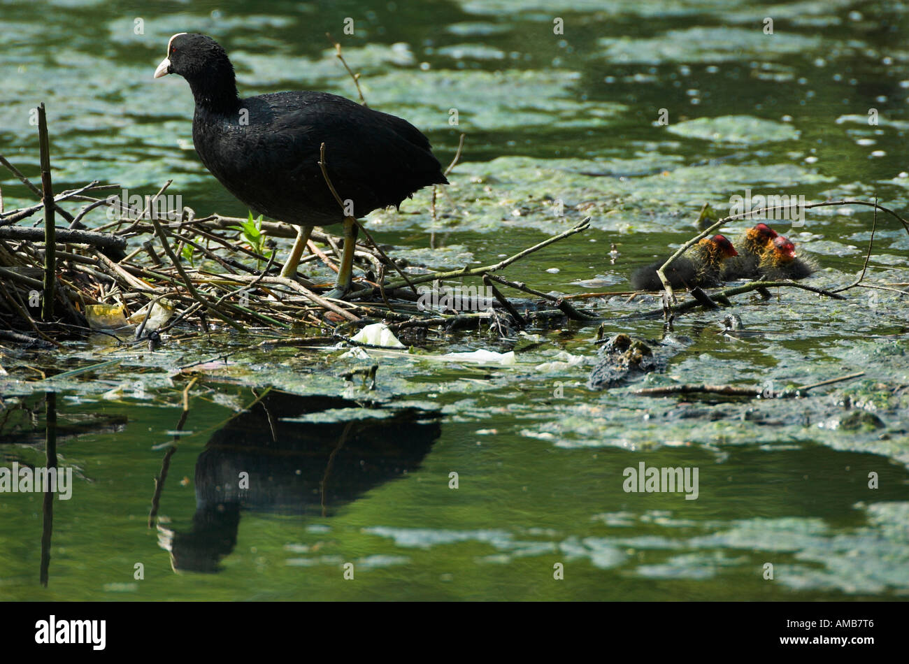 Family coot black hi-res stock photography and images - Alamy