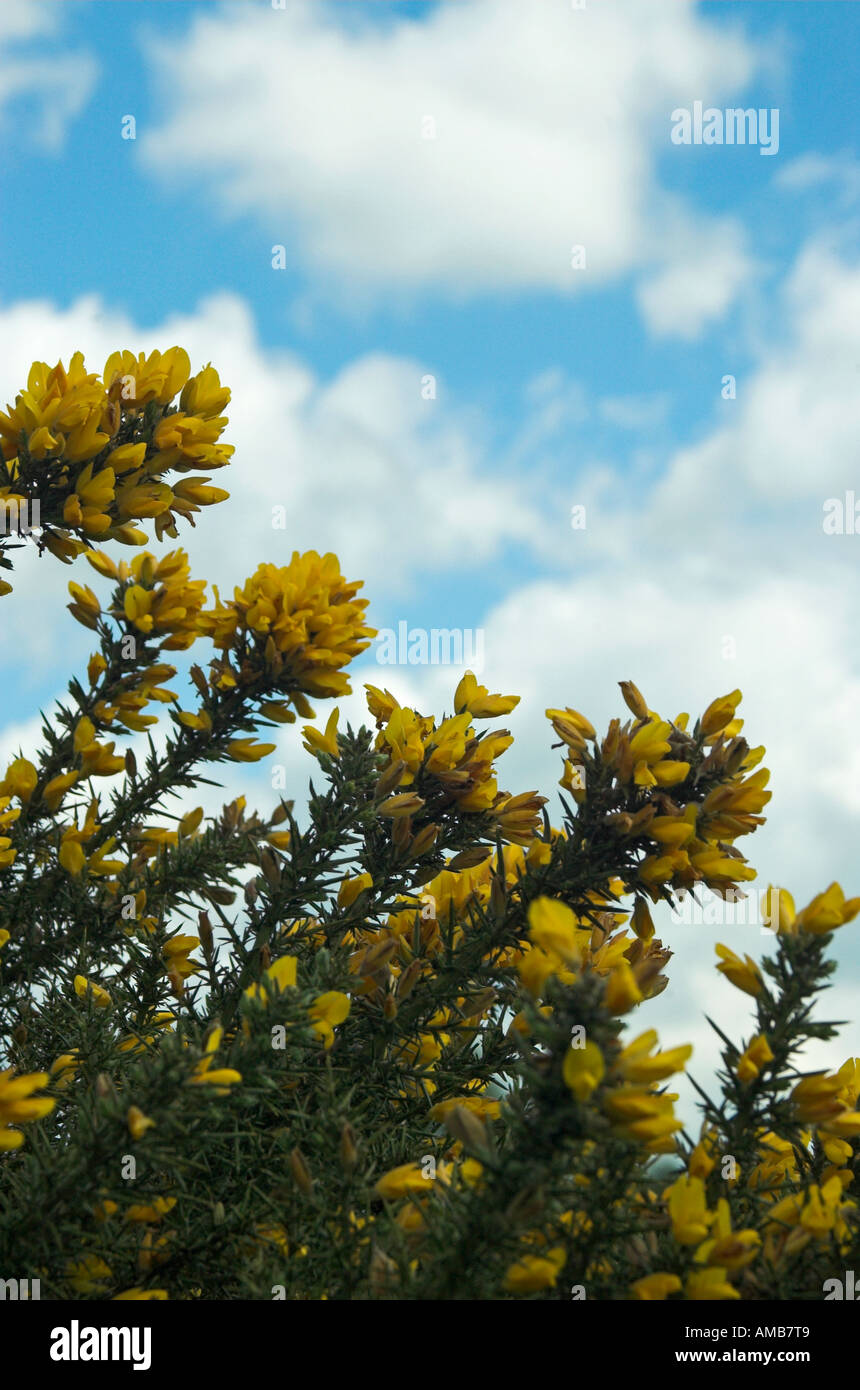 Spikey gorse plant hi-res stock photography and images - Alamy