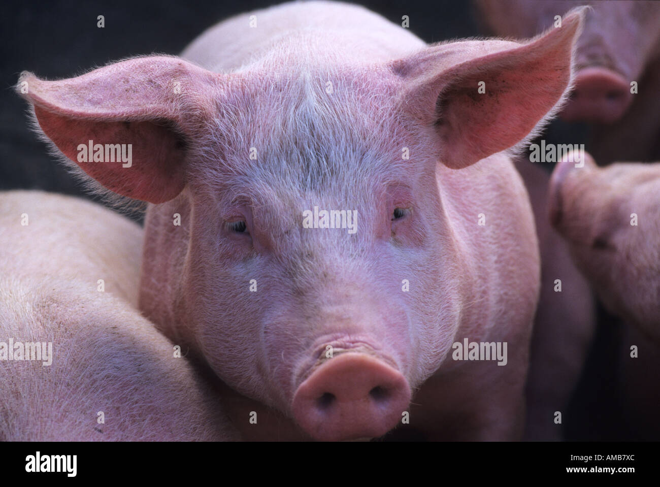 CHE Switzerland Canton St Gallen Little pig on a farm Stock Photo - Alamy