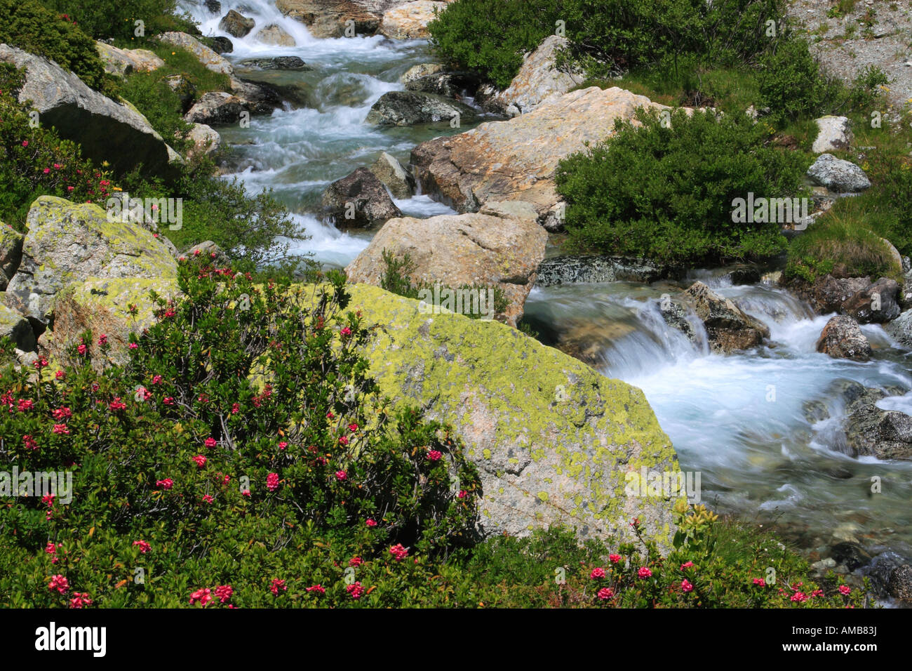 Alpine biotope with mountain creek hi-res stock photography and images ...