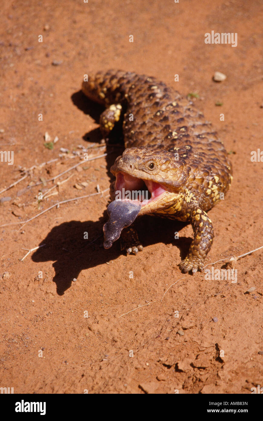 ^Stumpy-tail lizard, Australia Stock Photo - Alamy