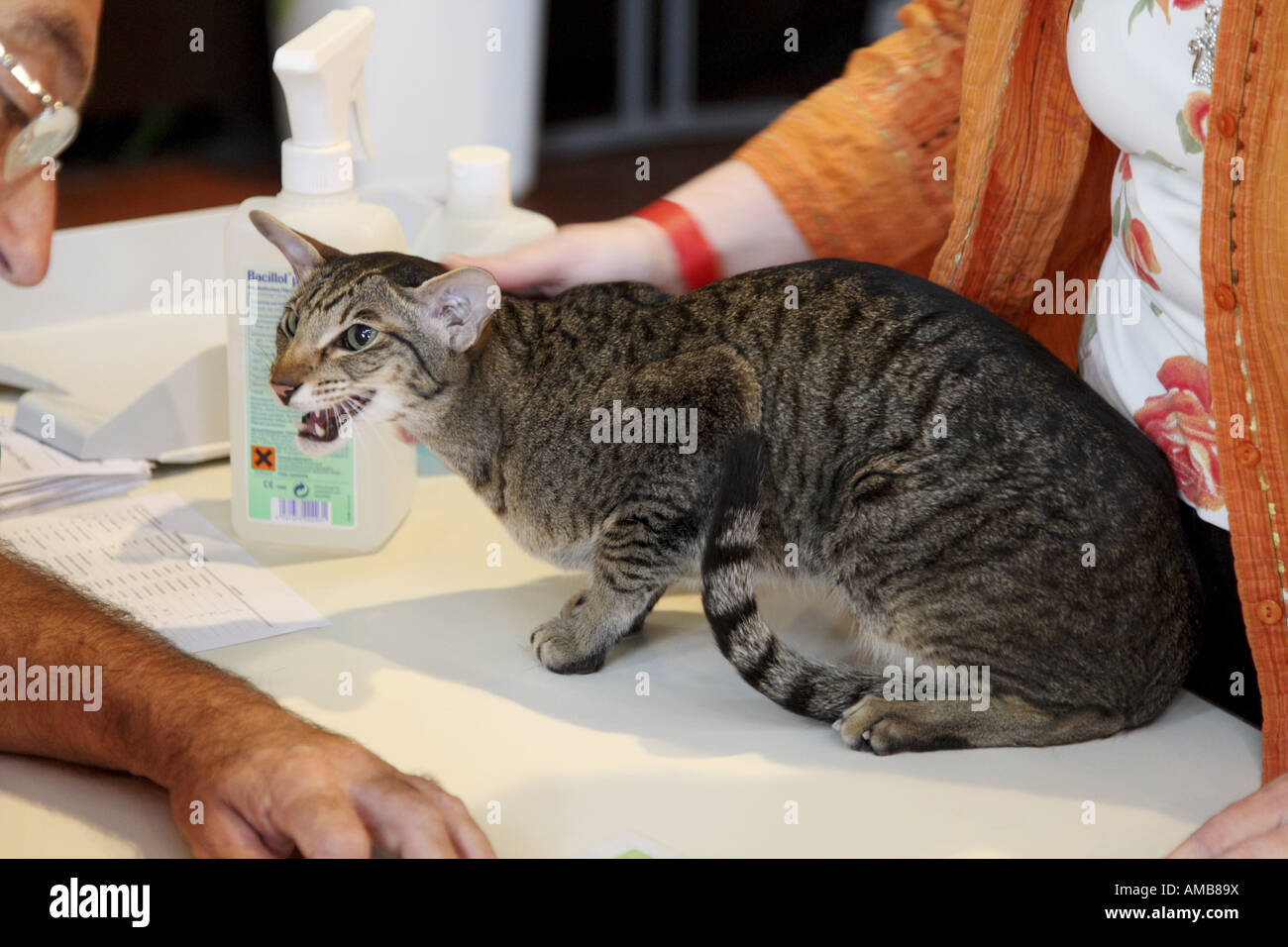 domestic cat, house cat (Felis silvestris f. catus), cat on judge table ...