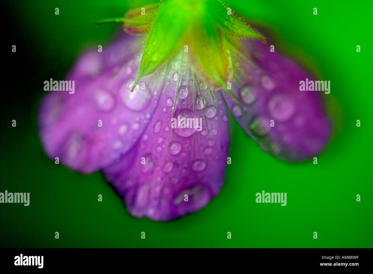 Impressionist flower hi-res stock photography and images - Alamy