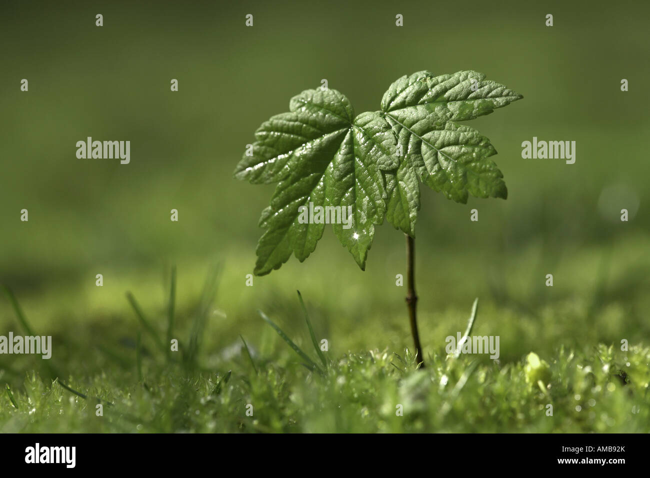 sycamore maple, great maple (Acer pseudoplatanus), seedling, Germany ...