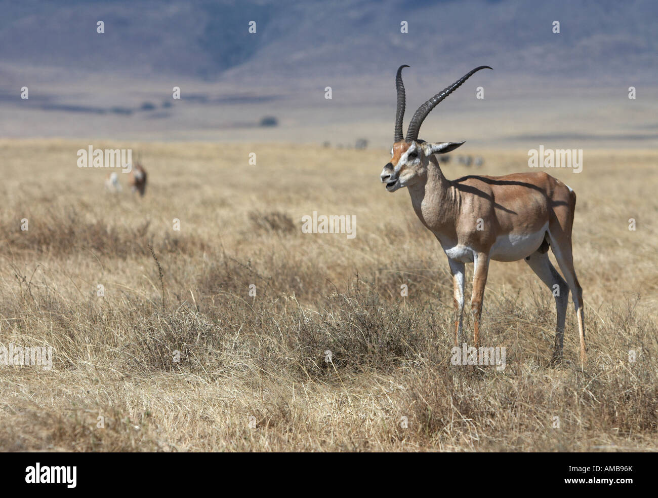 Thomson's Gazelle (Gazella thomsoni Stock Photo - Alamy