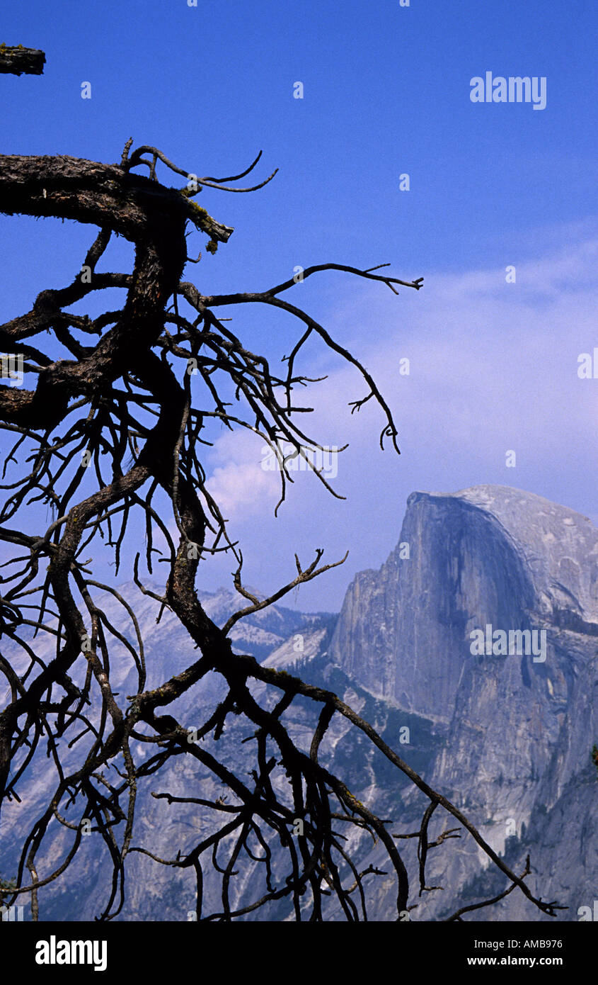 Ansel adams tree yosemite hi-res stock photography and images - Alamy