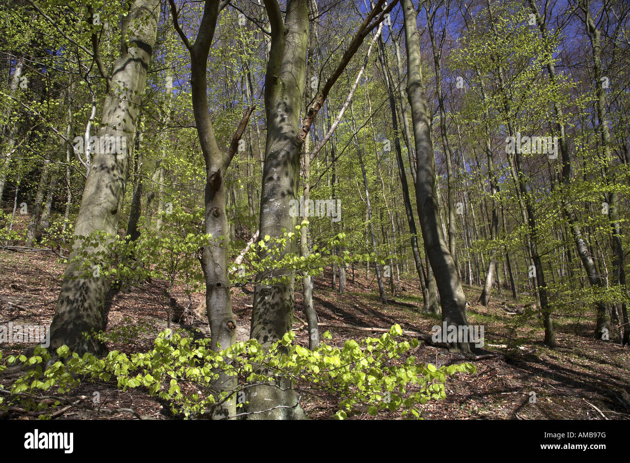 common beech (Fagus sylvatica), beech forest in the spring, Germany ...