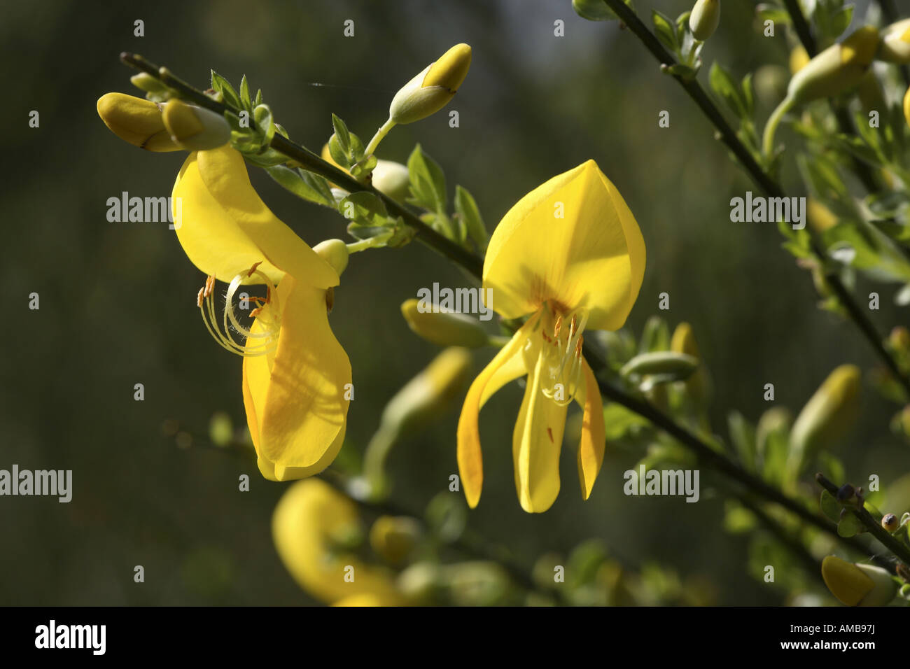 Scotch broom (Cytisus scoparius, Sarothamnus scoparius), flowers ...