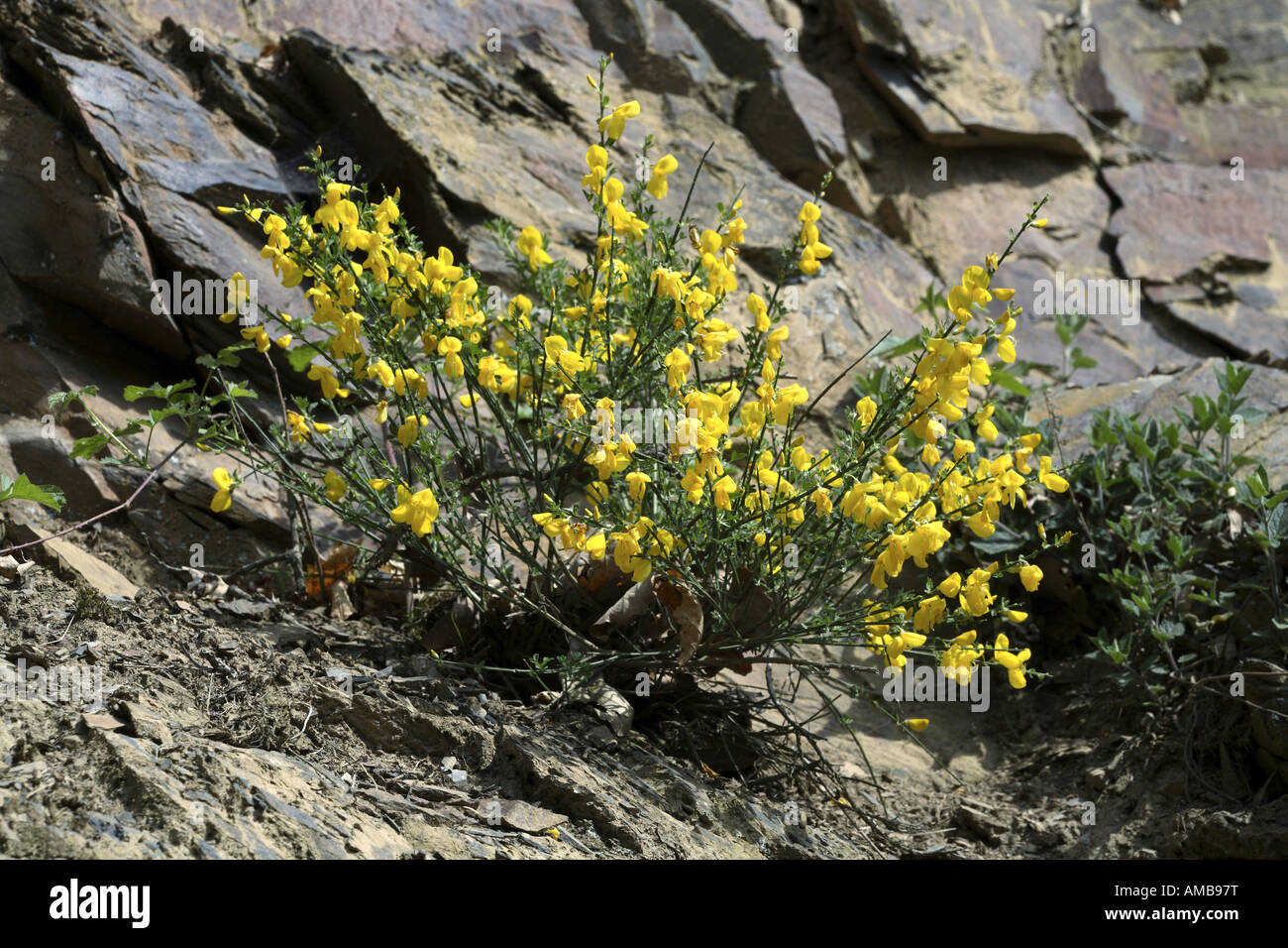 Scotch broom (Cytisus scoparius, Sarothamnus scoparius), shrub on rock ...