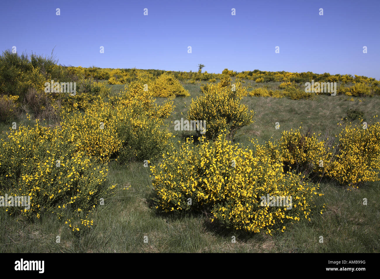 Scotch broom (Cytisus scoparius, Sarothamnus scoparius), blooming ...