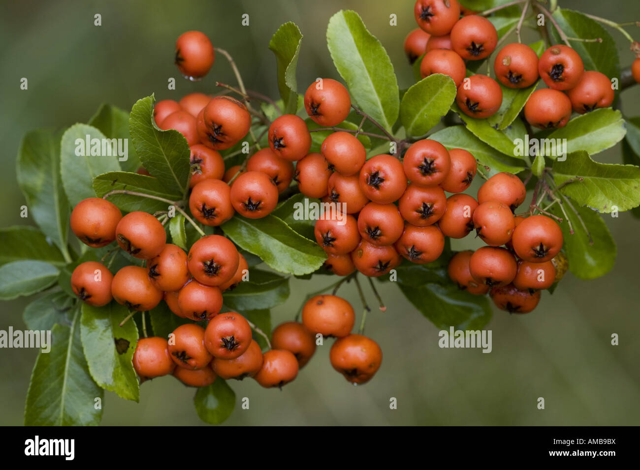 fire thorn, scarlet firethorn, burning bush (Pyracantha coccinea ...