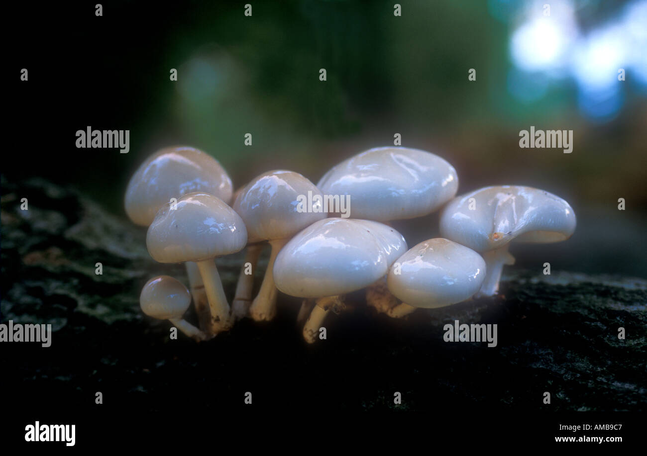 Porcelain fungus Oudemansiella mucida on beech tree Stock Photo - Alamy