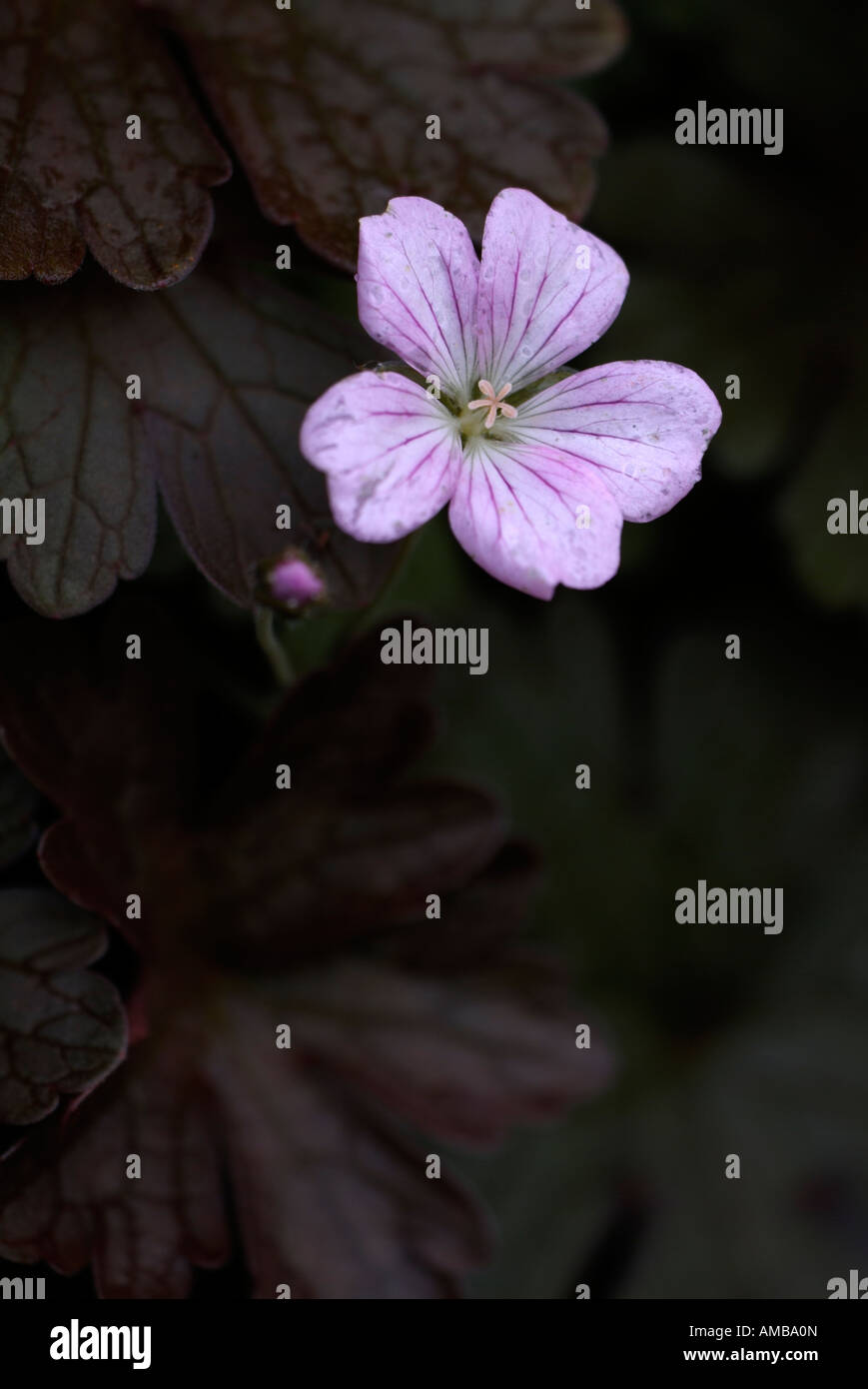 Geranium dusky rose hi-res stock photography and images - Alamy