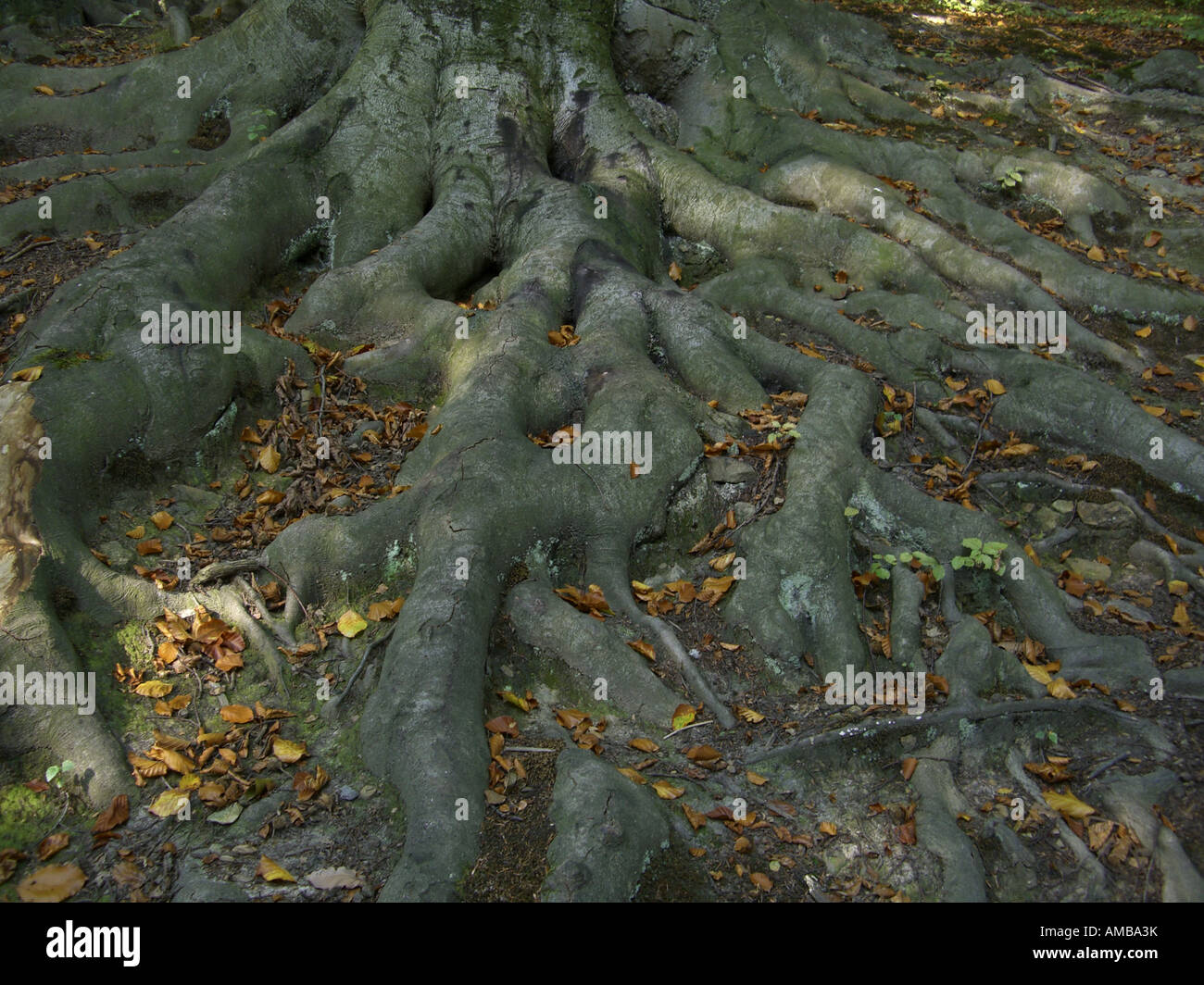 Common Beech E Fagus Sylvatica High Resolution Stock Photography and ...