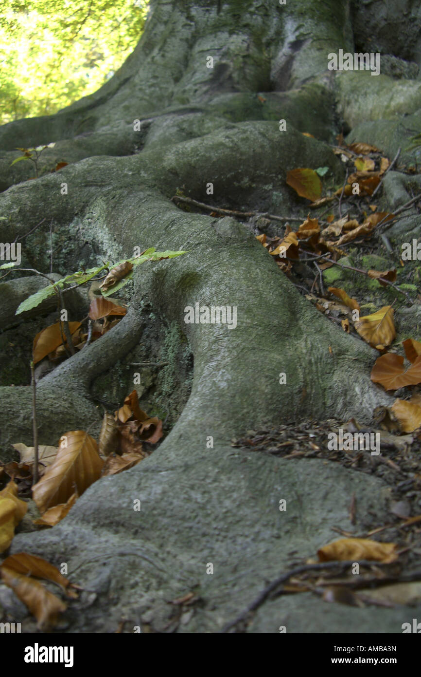 common beech (Fagus sylvatica), roots, Germany, Bergisches Land Stock ...