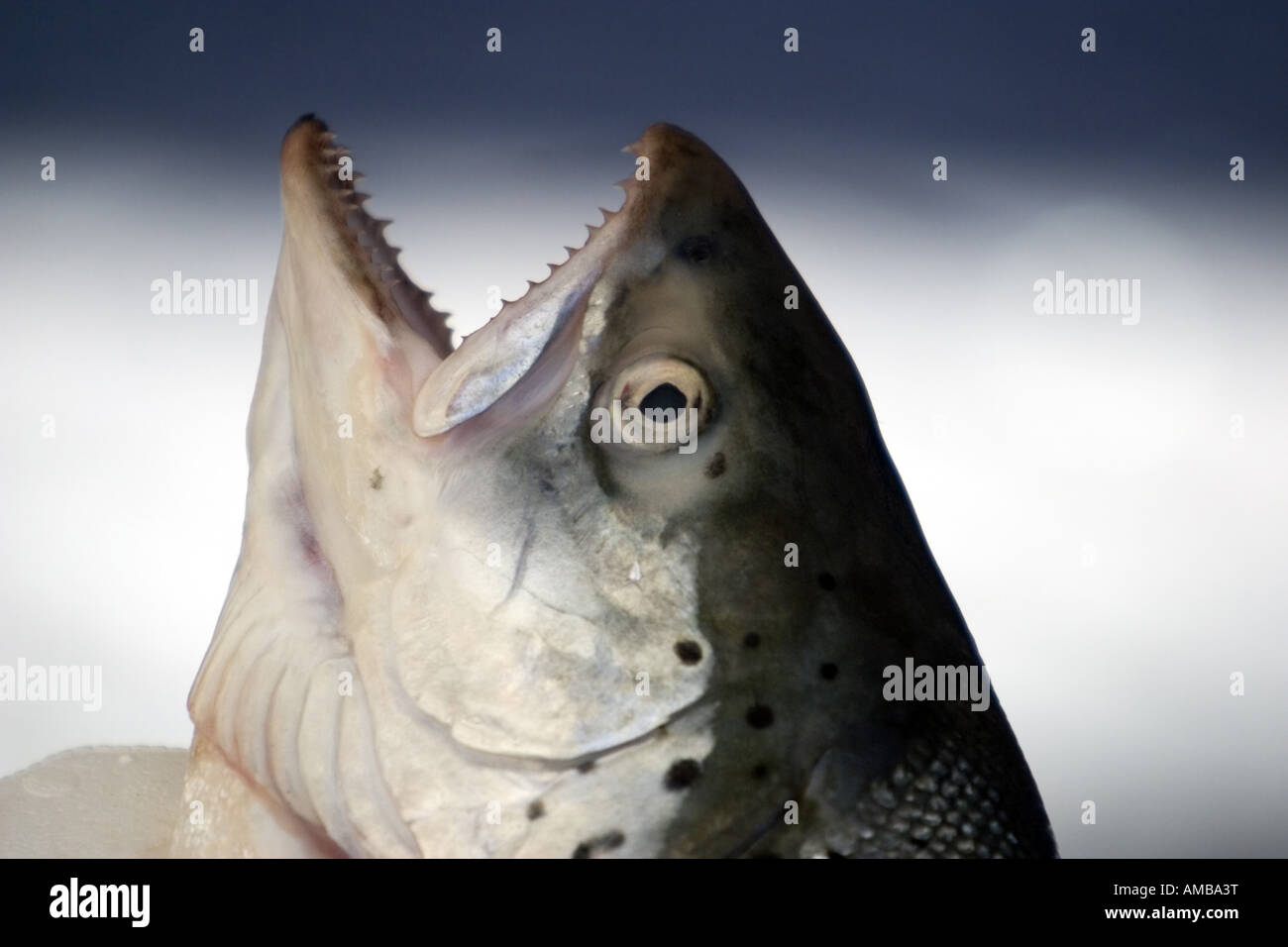 Fish market rome hi-res stock photography and images - Alamy