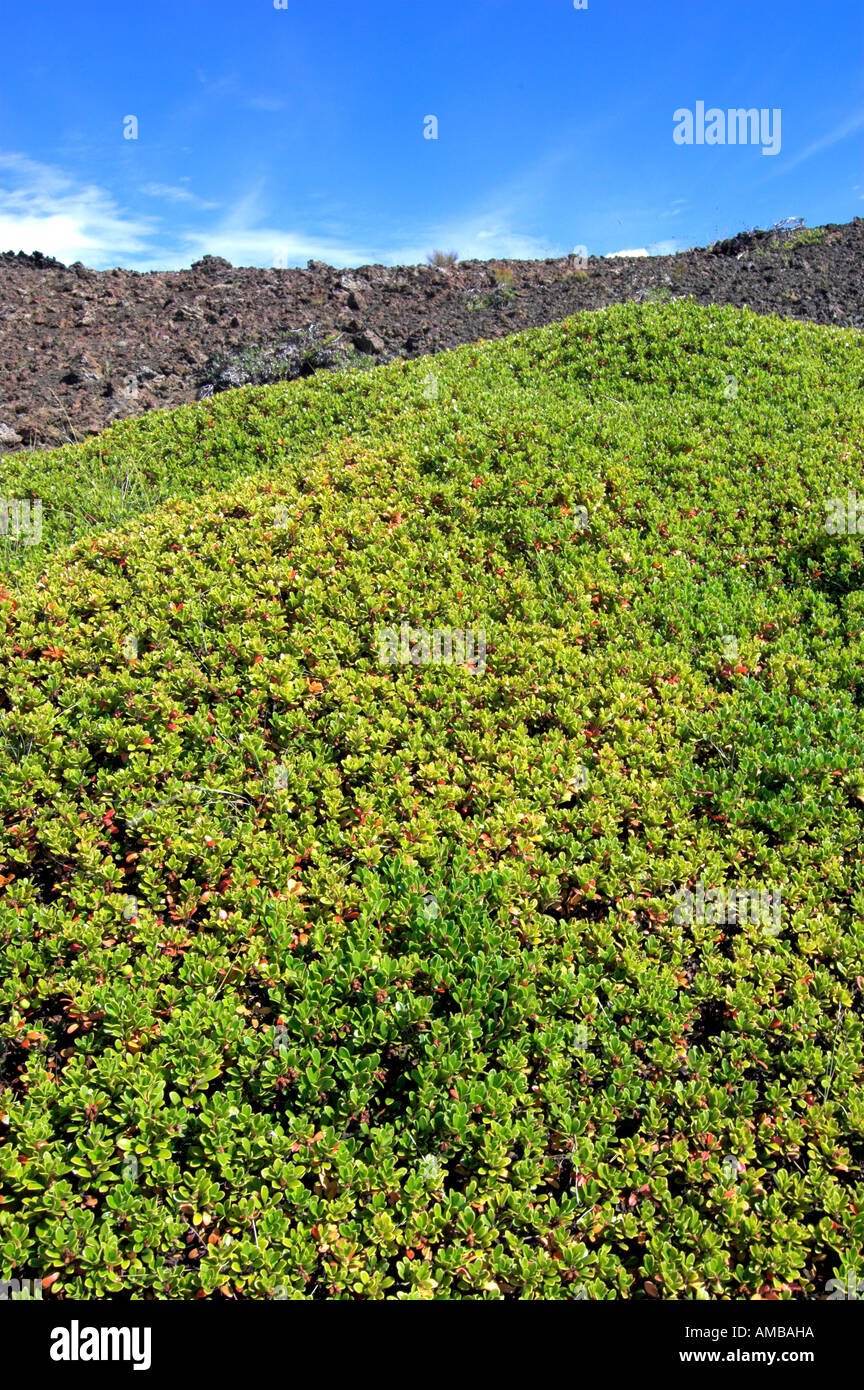 Beautiful sandwort hi-res stock photography and images - Alamy