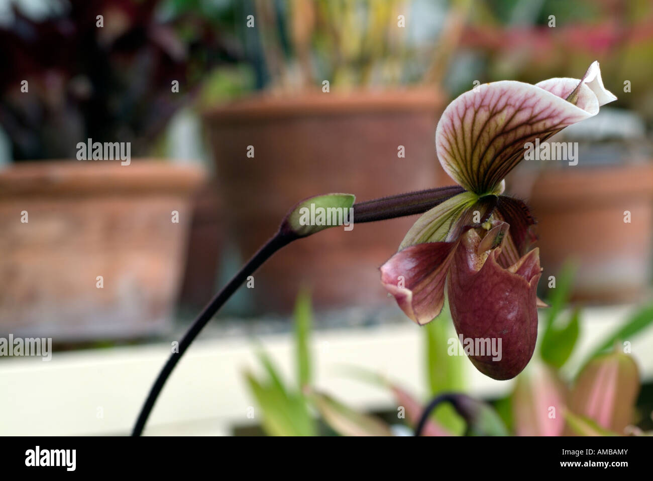 side view profile of Paphiopedilum insigne lady slipper orchid Stock ...