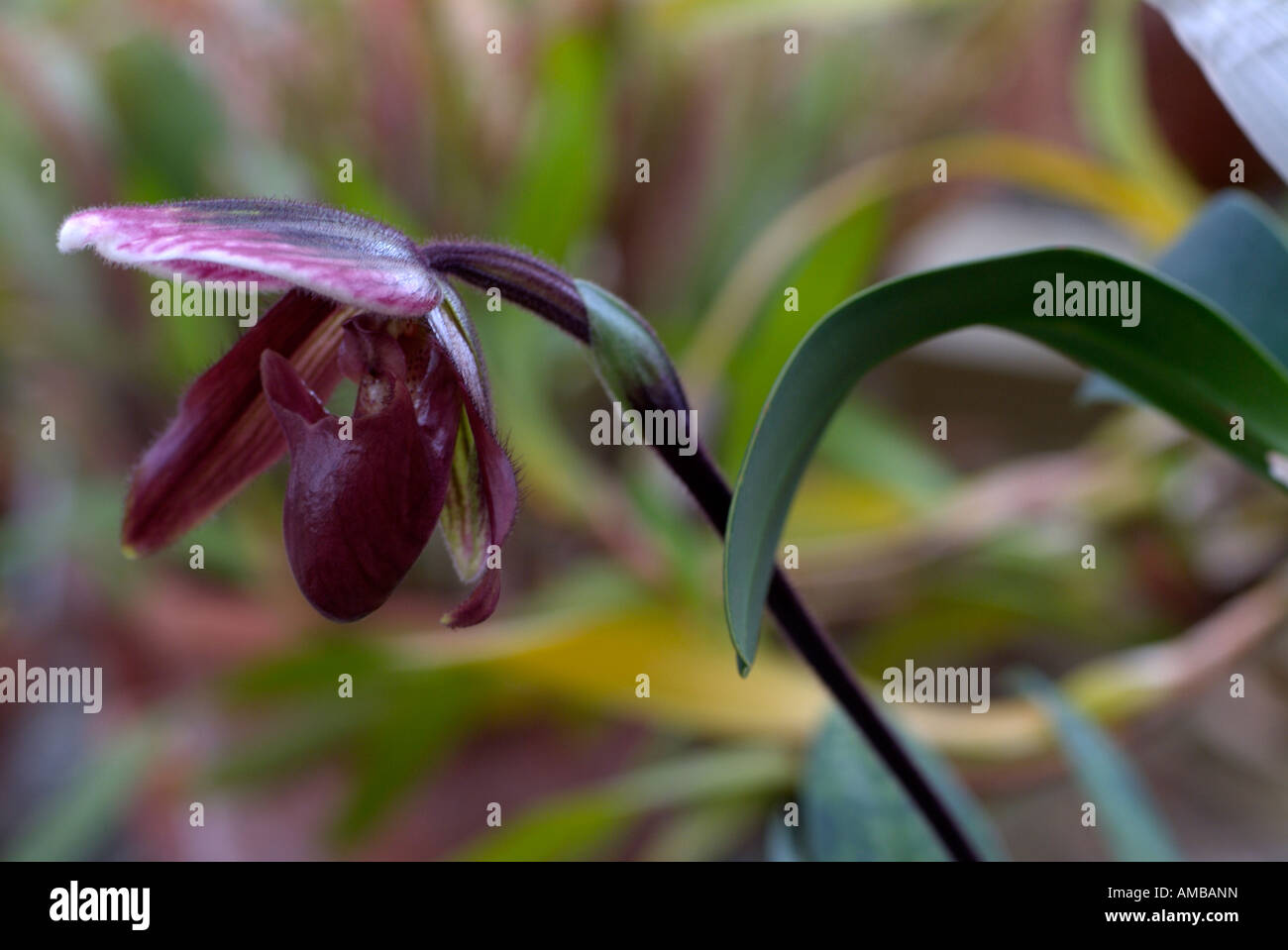 Paphiopedilum Insigne High Resolution Stock Photography and Images - Alamy