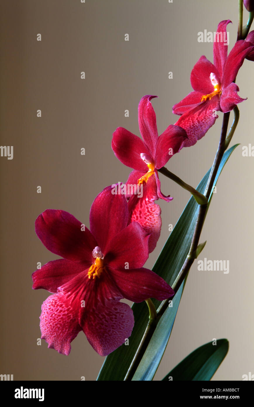 vertical stem of red leaved cymbidium orchid flowers against a pale ...