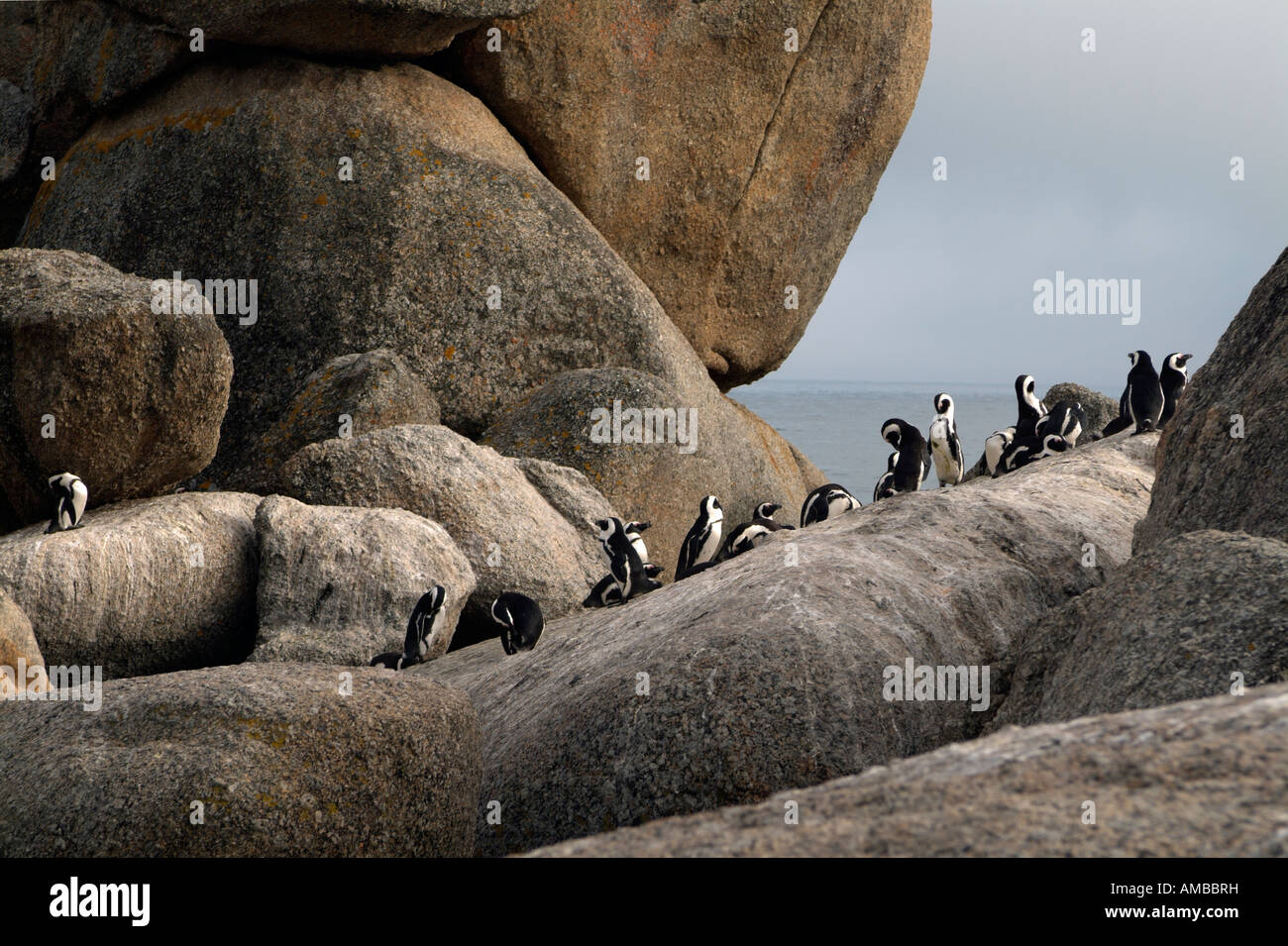 Jackass Penguins Spheniscus Demersus at The Boulders beach bird ...