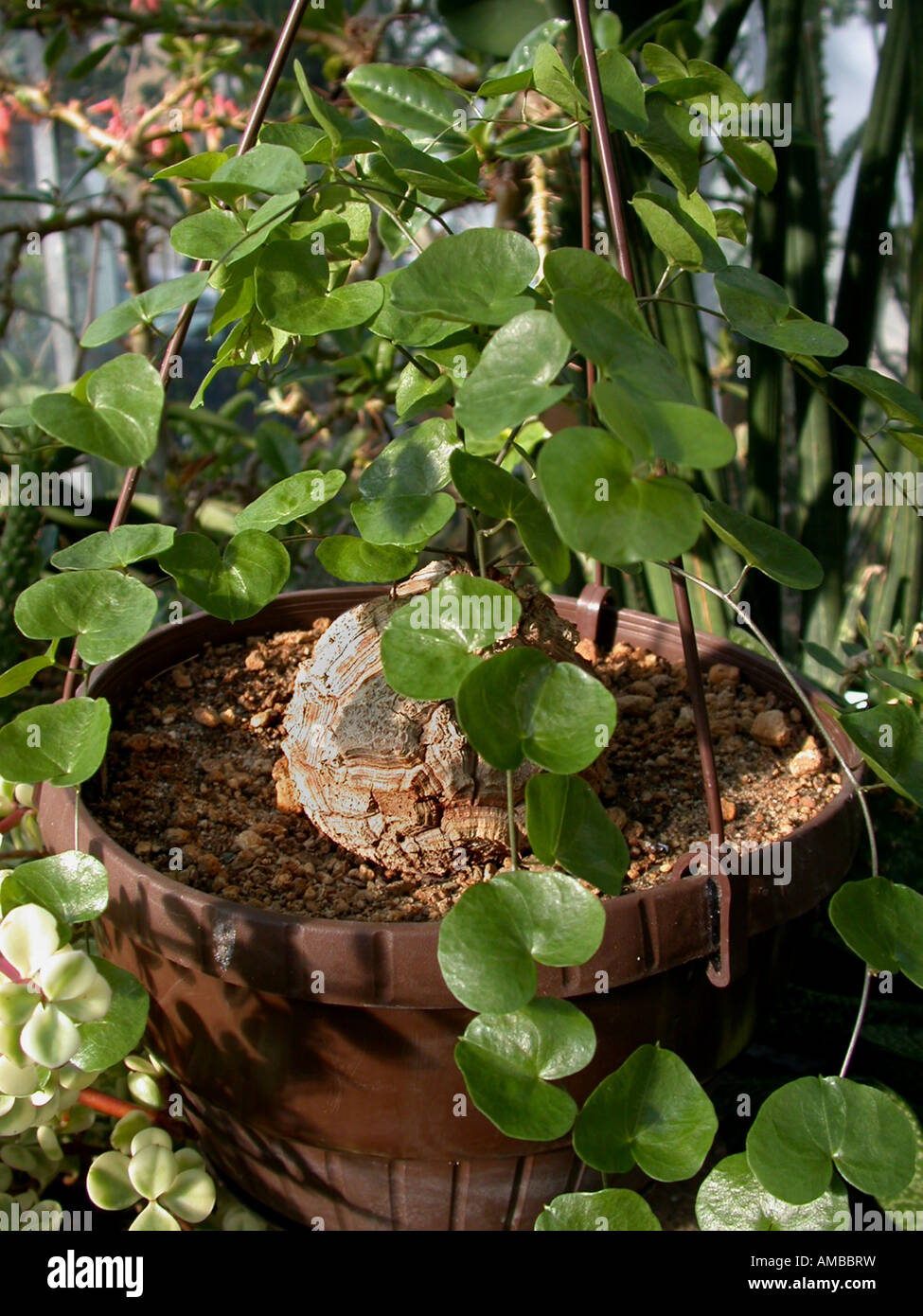 Elephant's Foot, Hottentot Bread (Dioscorea elephantipes, Testudinaria ...