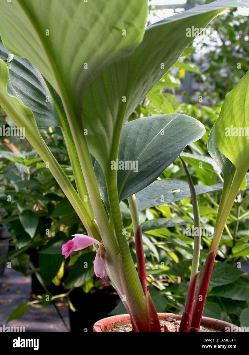 fingerroot (Kaempferia pandurata, Kaempferia pandurata, Boesenbergia ...