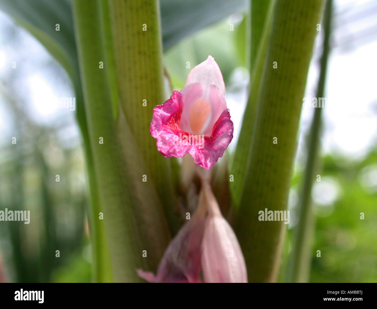 fingerroot (Kaempferia pandurata, Kaempferia pandurata, Boesenbergia ...