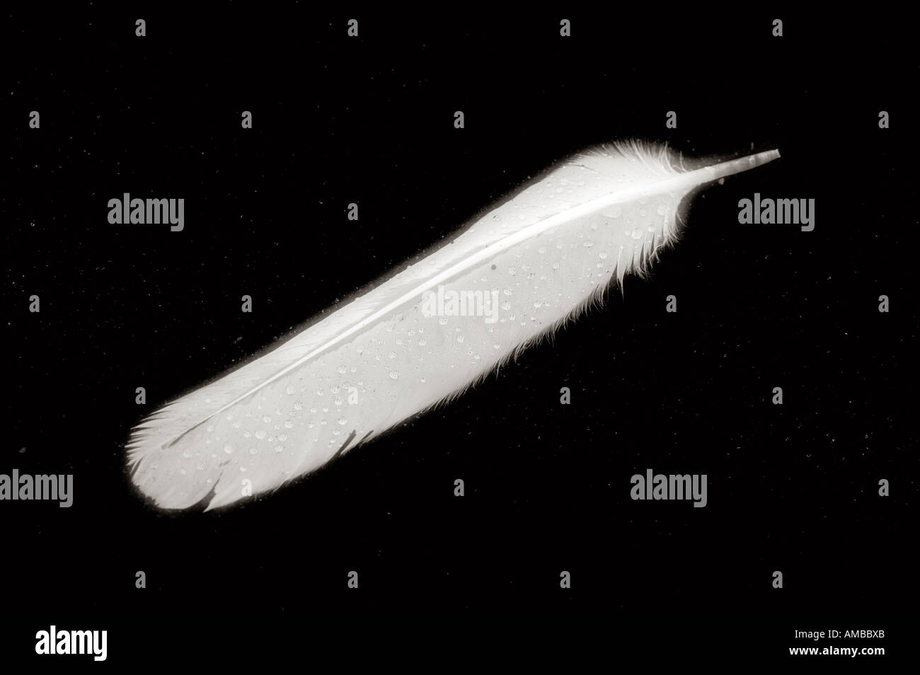 Tickle feather hi-res stock photography and images - Alamy