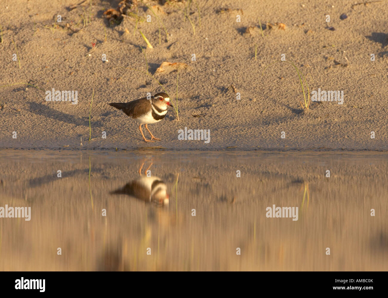 Three-Banded Plover (Charadrius tricollaris Stock Photo - Alamy