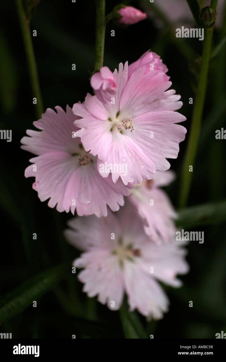 close up of the pink perennial sidalcea 'elsie haugh' griekse malva ...