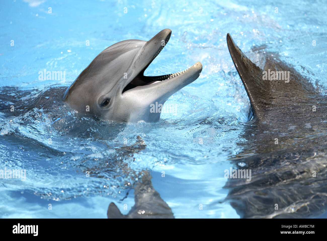 dolphins in dolphinarium Stock Photo - Alamy