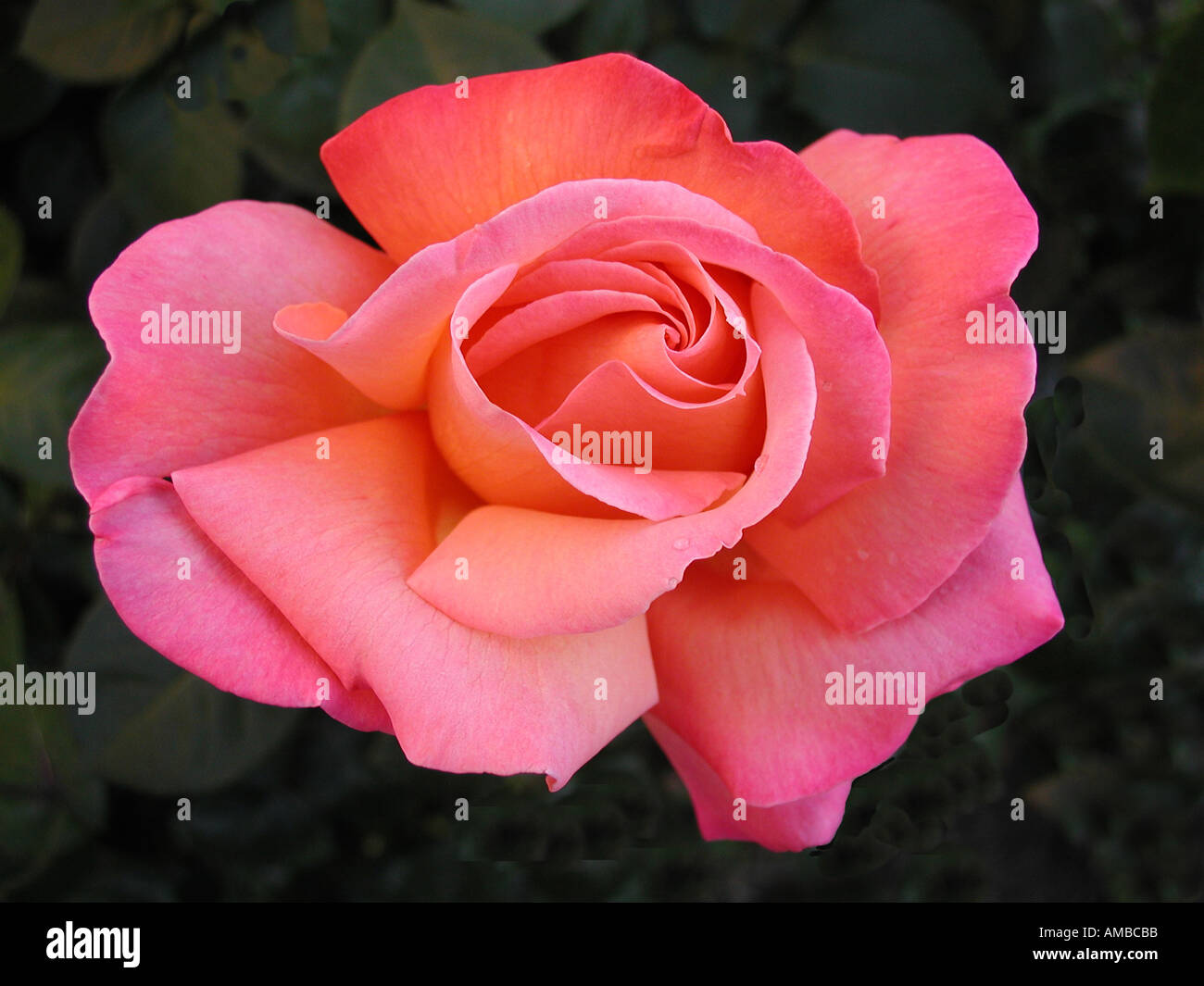 Chicago Peace Rose Stock Photo - Alamy