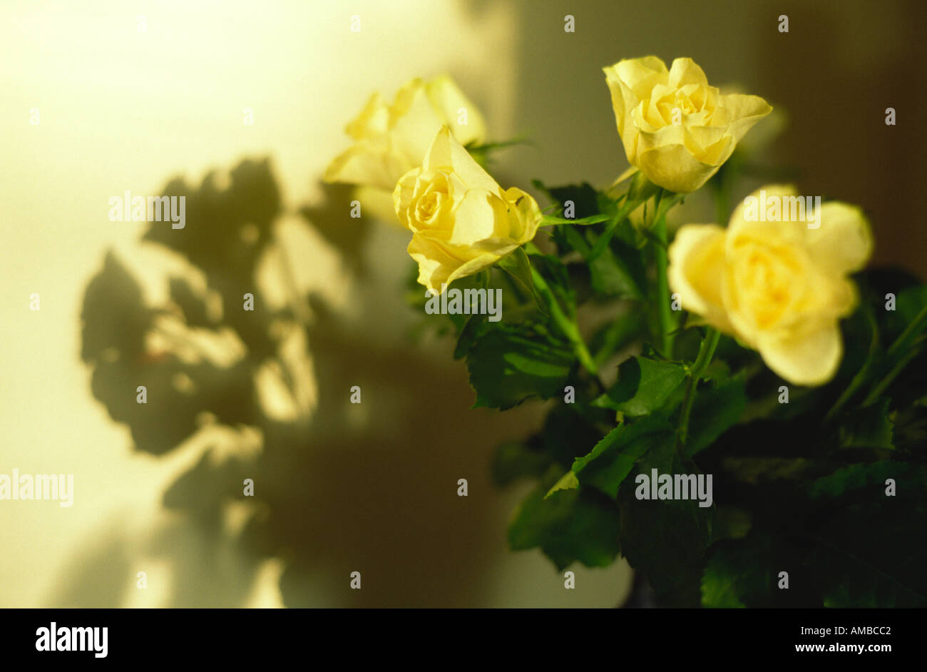 Pale yellow flower shadow High Resolution Stock Photography and Images ...