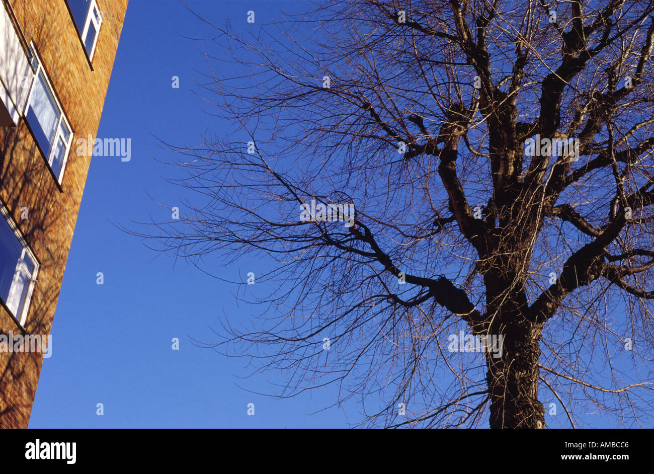 Tree with branches next to building Stock Photo - Alamy