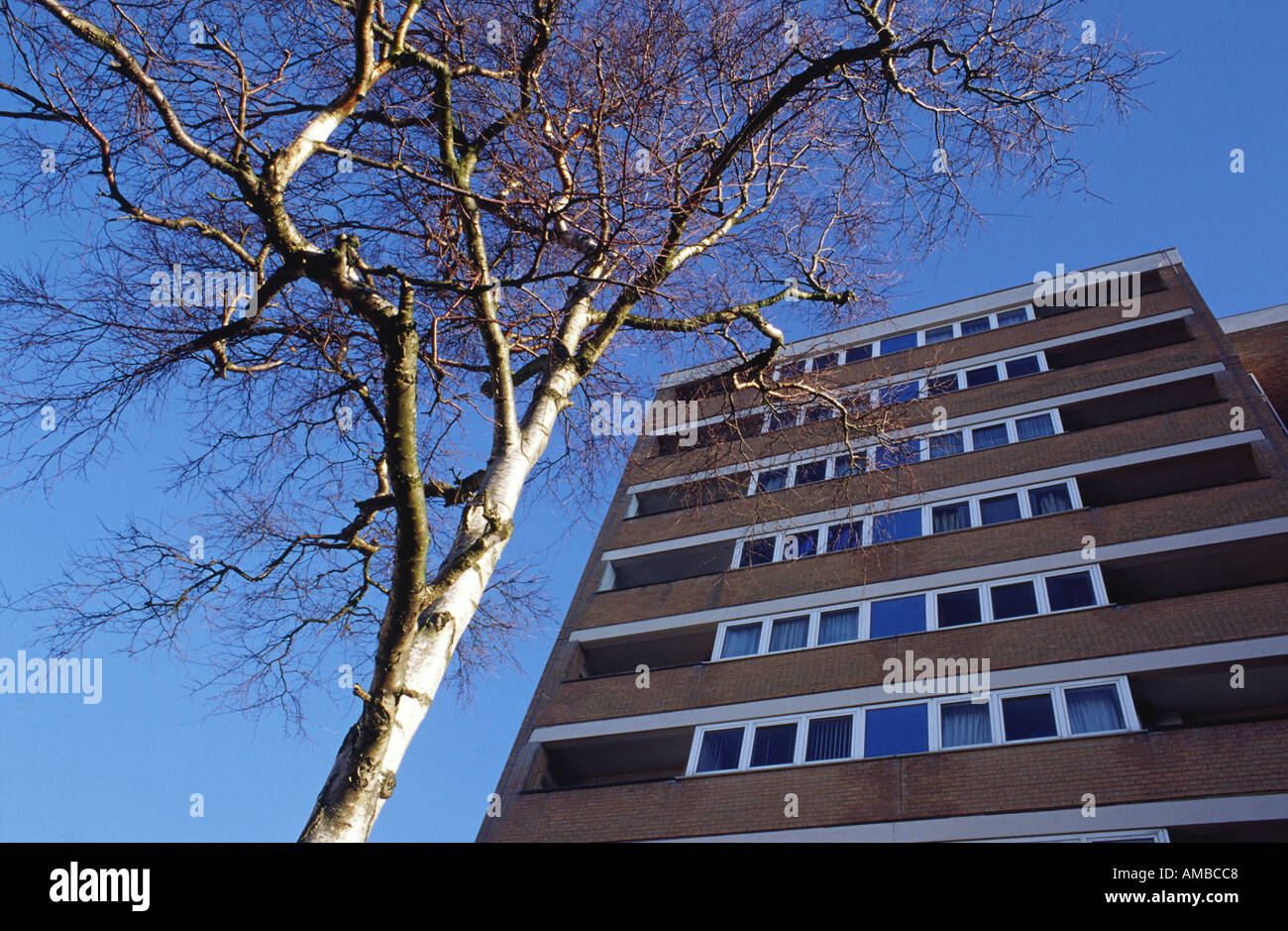 Tree with branches next to building Stock Photo - Alamy