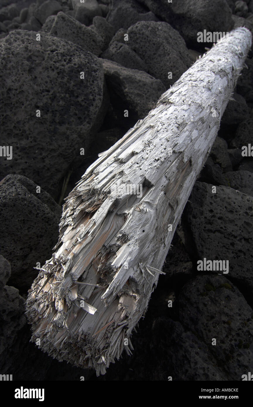 Log lying on beach Stock Photo - Alamy