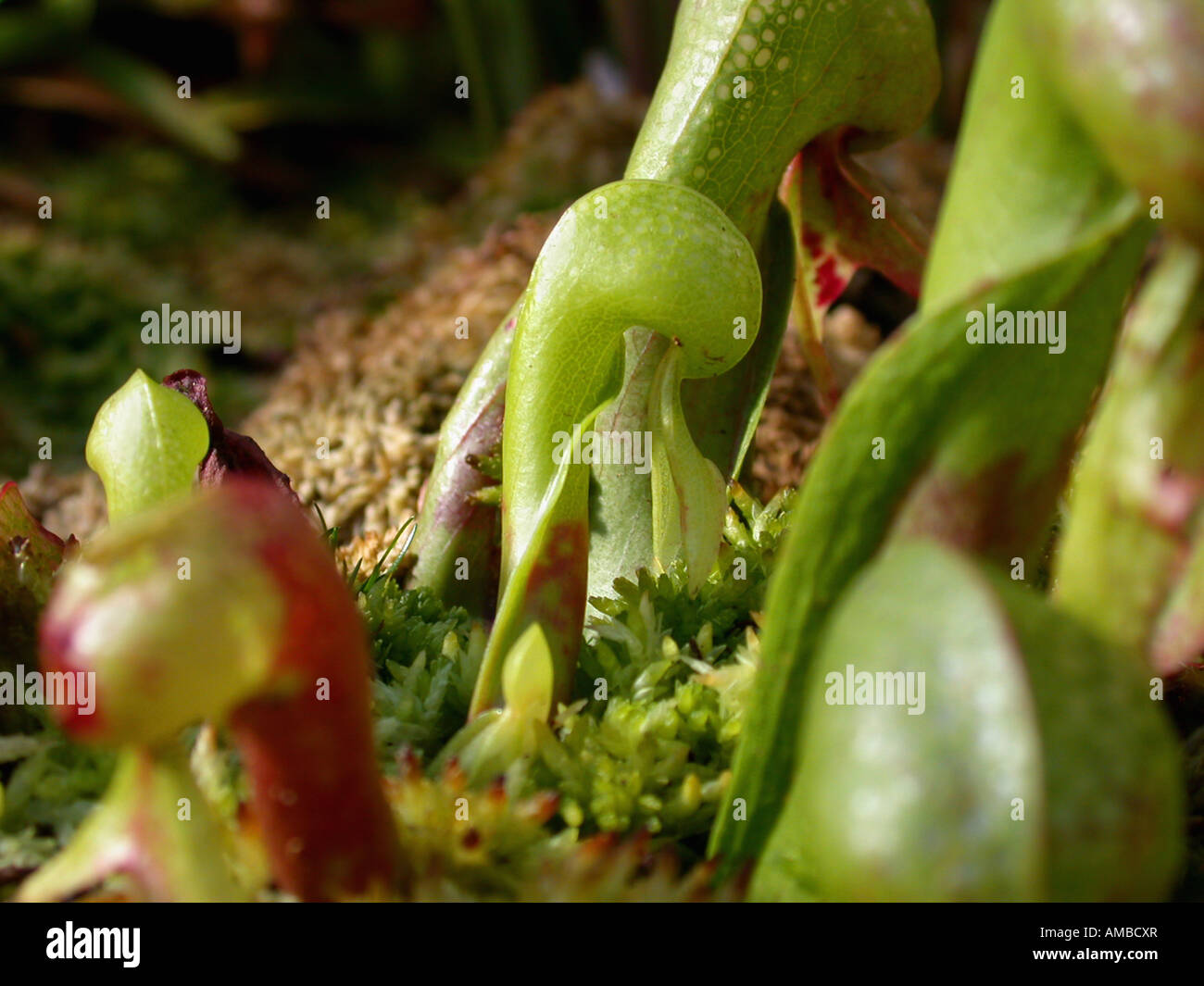 California pitcher plant, Cobra Lily Plant (Darlingtonia californica ...