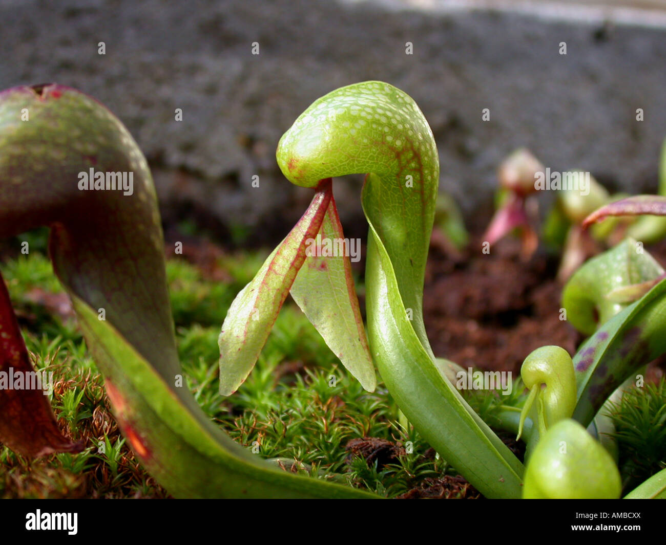 California pitcher plant, Cobra Lily Plant (Darlingtonia californica ...