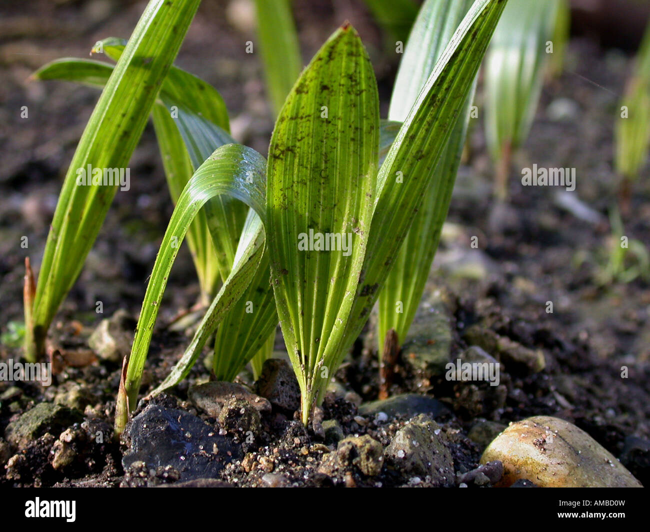 hemp palm (Trachycarpus fortunei), seedlings Stock Photo - Alamy